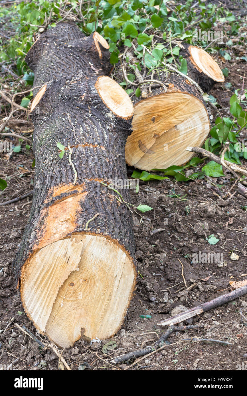 Trunk of tree Stock Photo - Alamy