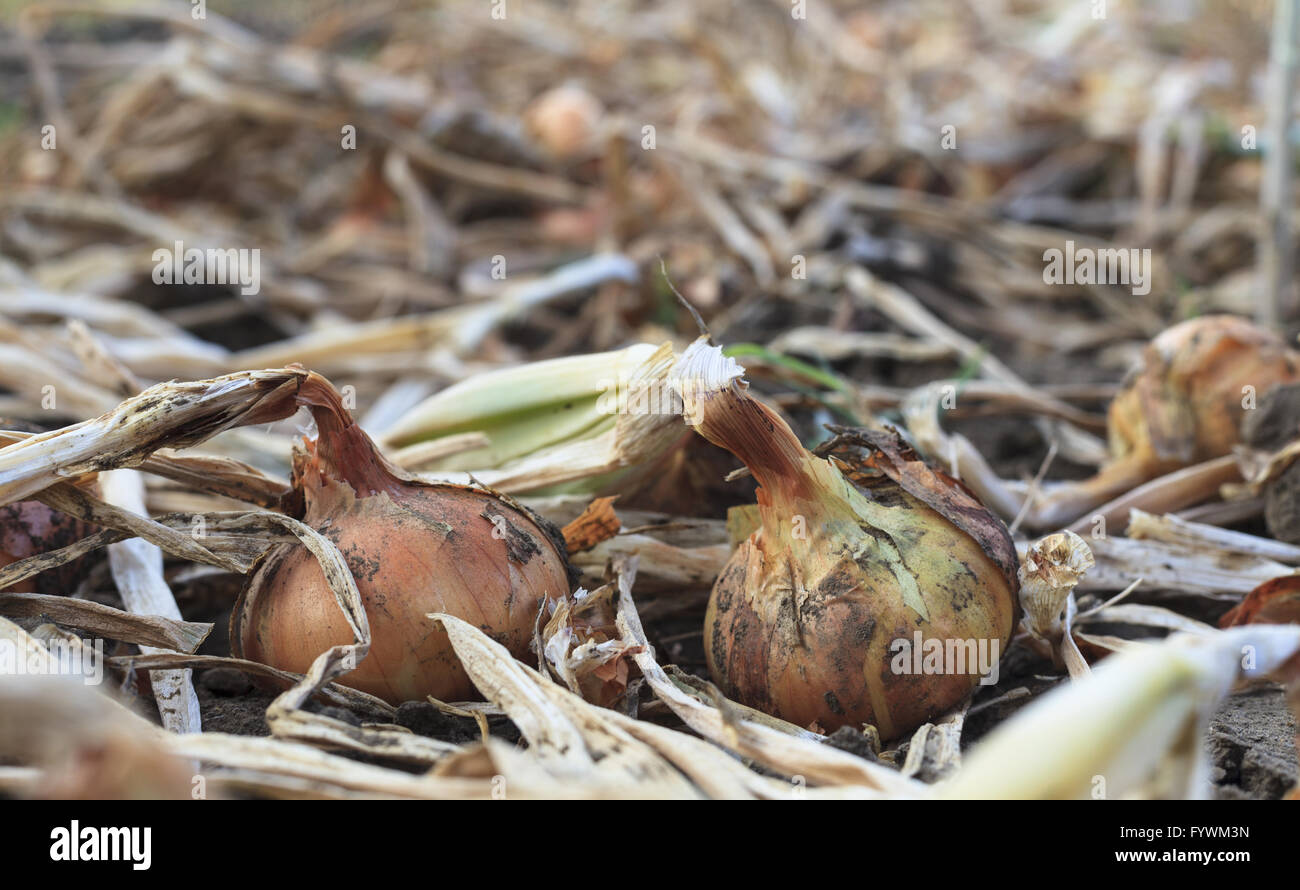Onion ear hi-res stock photography and images - Alamy