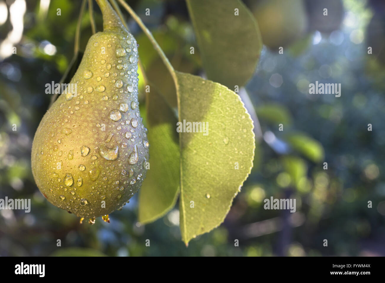 Single Wet Pear Stock Photo - Alamy