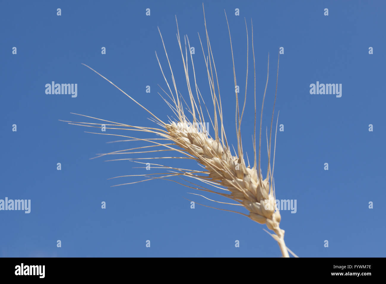 Single Wheat High Resolution Stock Photography and Images - Alamy