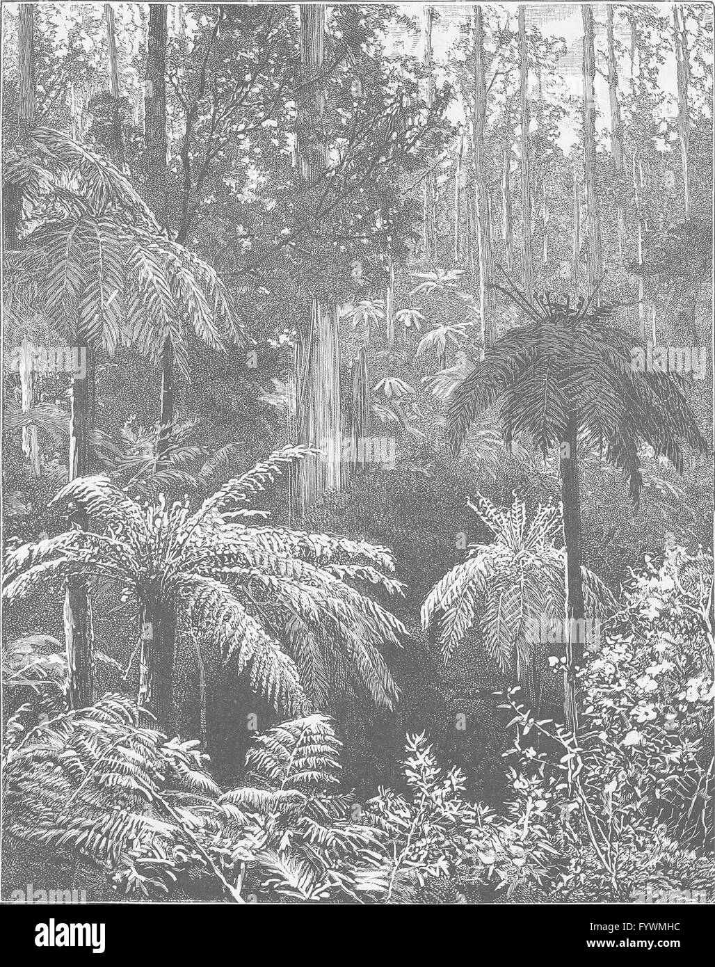 AUSTRALIA: Fernshaw: forest , antique print 1890 Stock Photo - Alamy