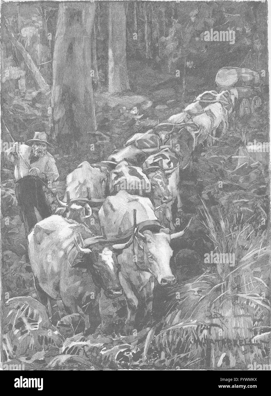 Bullock team hi-res stock photography and images - Alamy