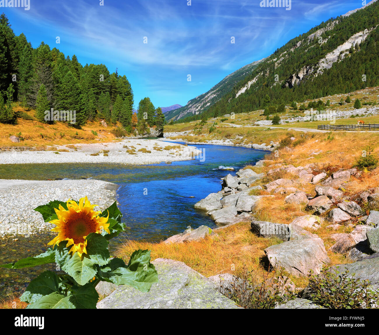 On the bank of the stream grows sunflower Stock Photo - Alamy