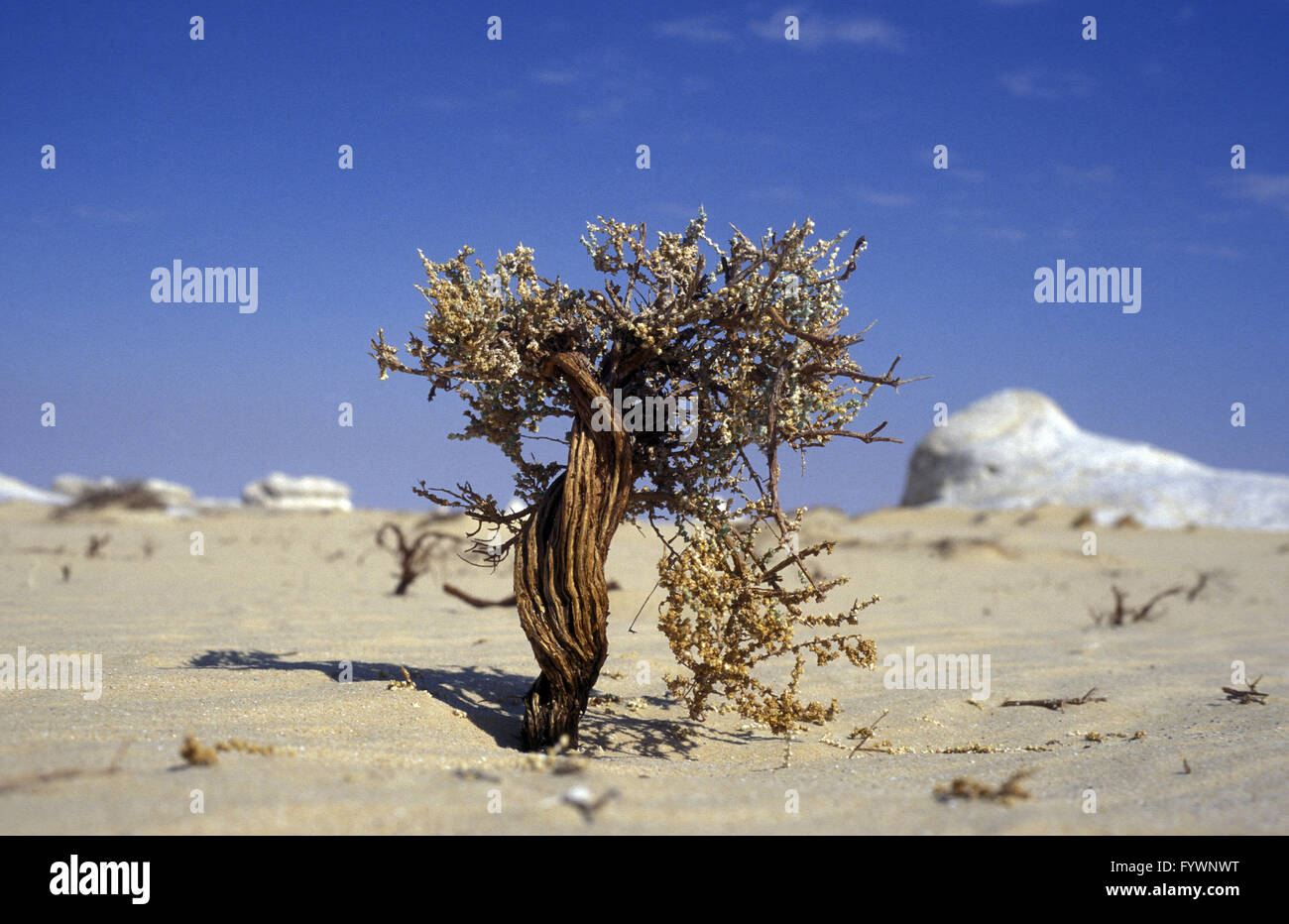 Egypt sahara tree hi-res stock photography and images - Alamy