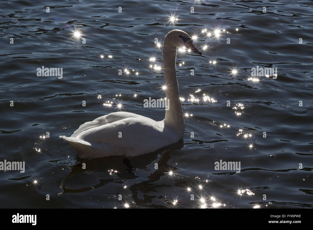 Swan with Stars Stock Photo - Alamy