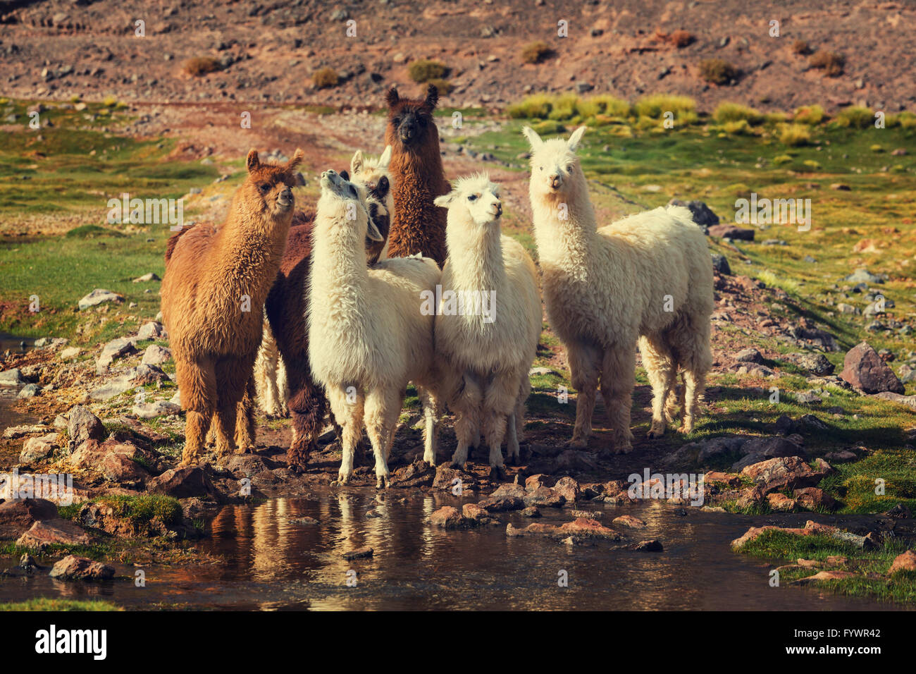 Llama Stock Photo - Alamy