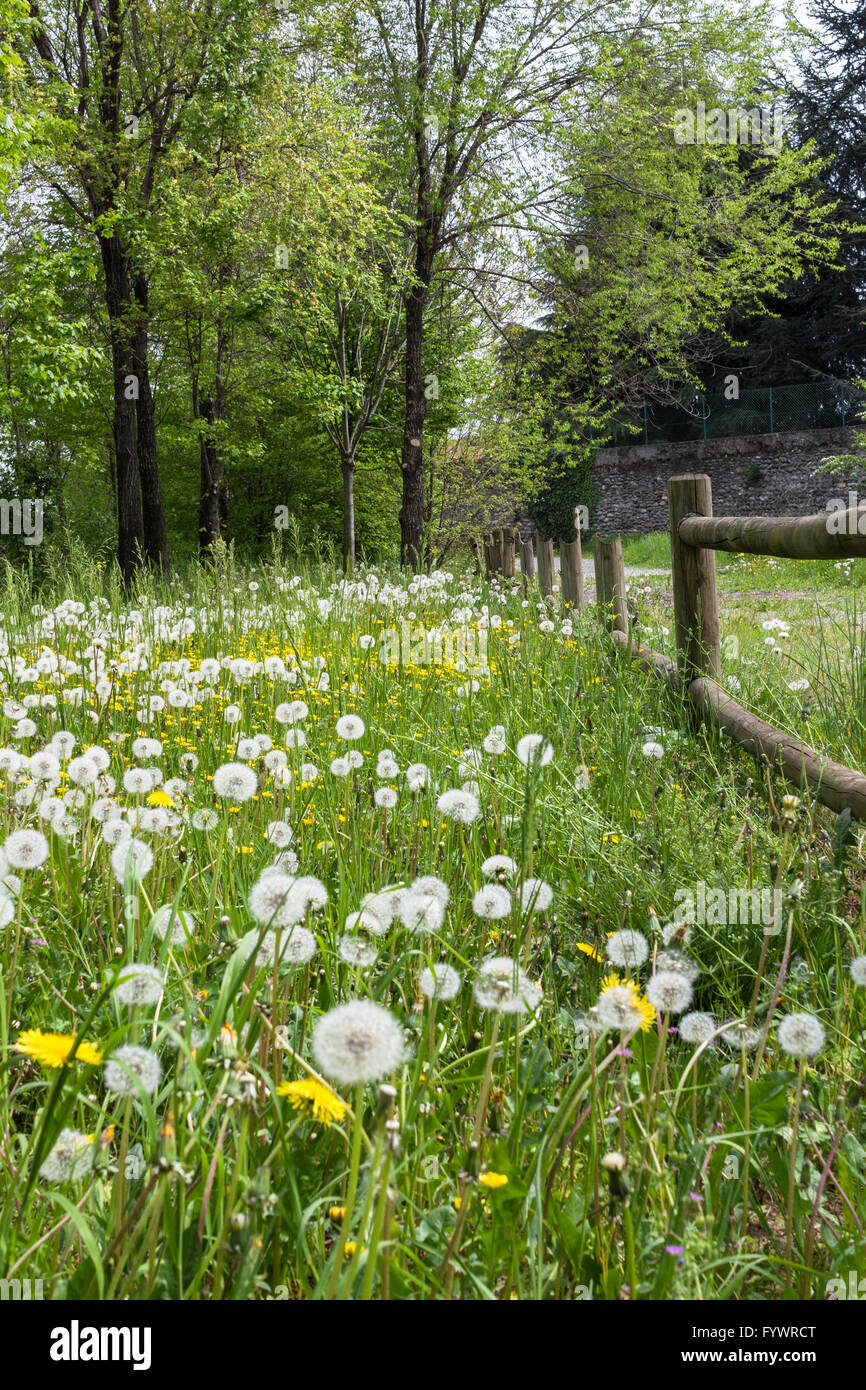Soft spring hi-res stock photography and images - Alamy