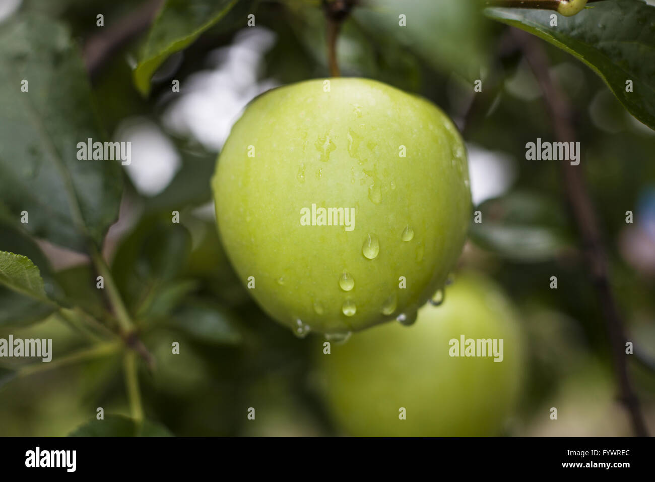 Drops on apple Stock Photo - Alamy