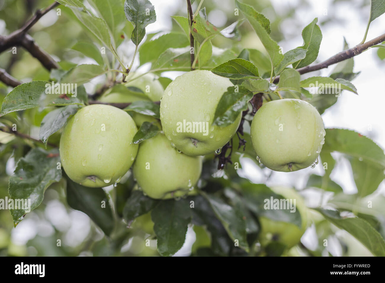 Four Green Apples Stock Photo - Alamy