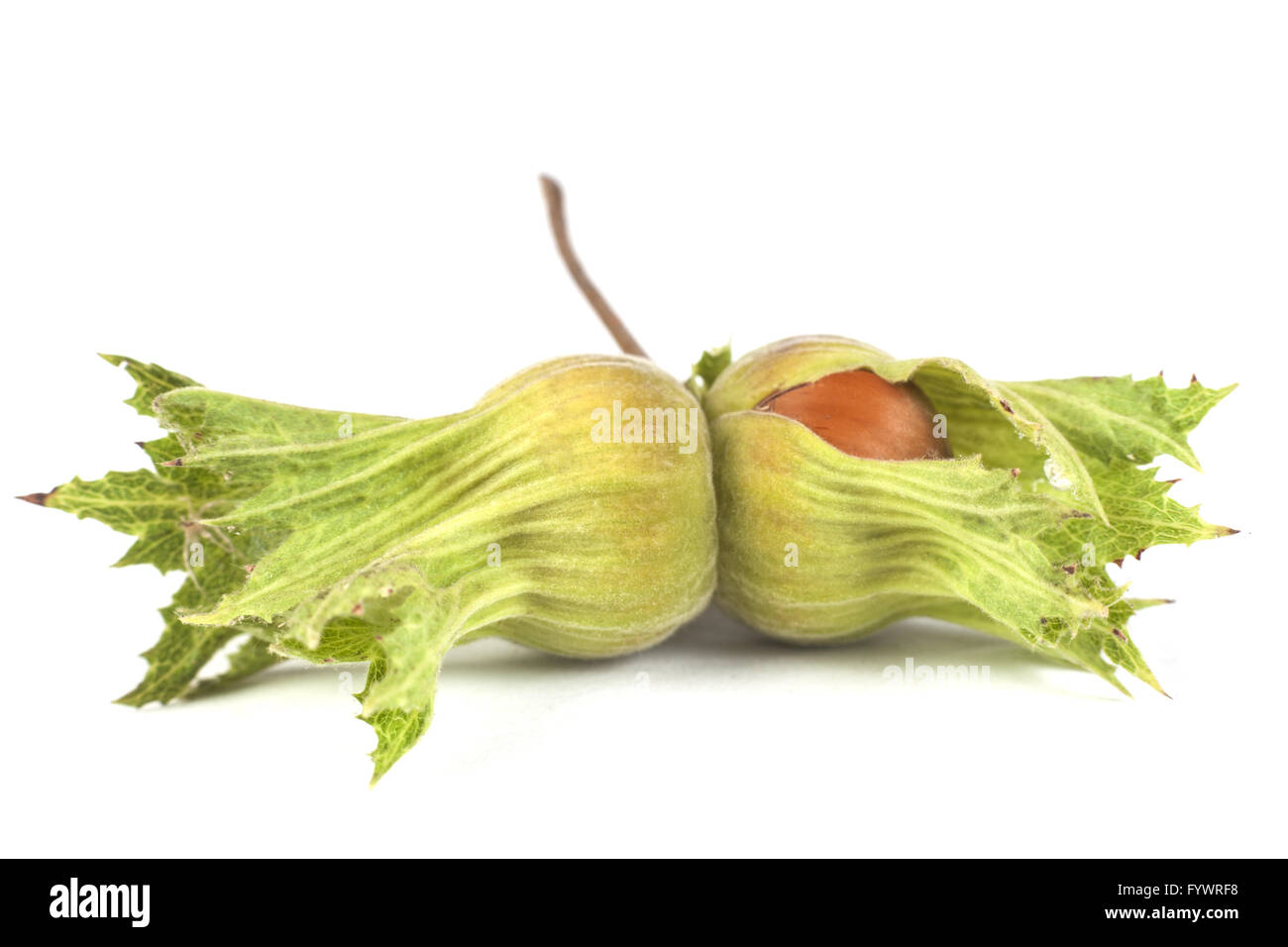 Green Hazelnut Shell Stock Photo - Alamy