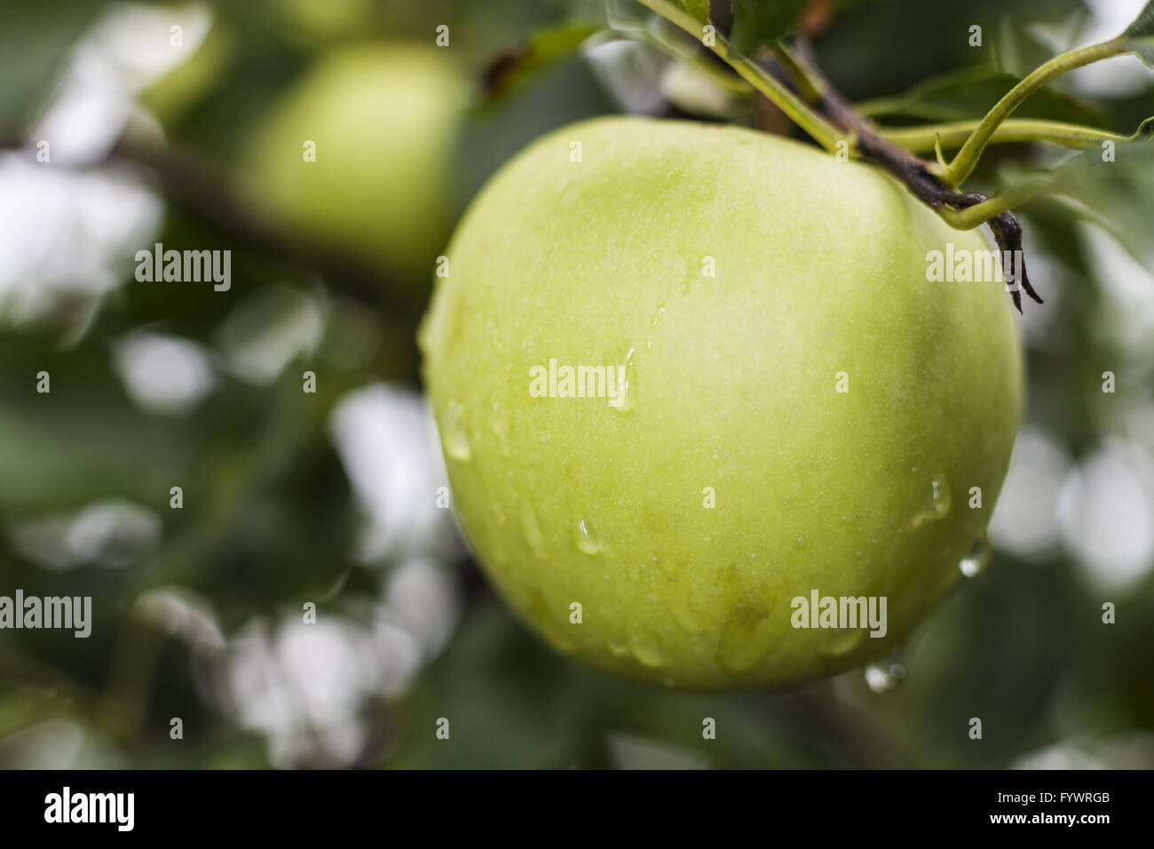Rain on apple Stock Photo - Alamy