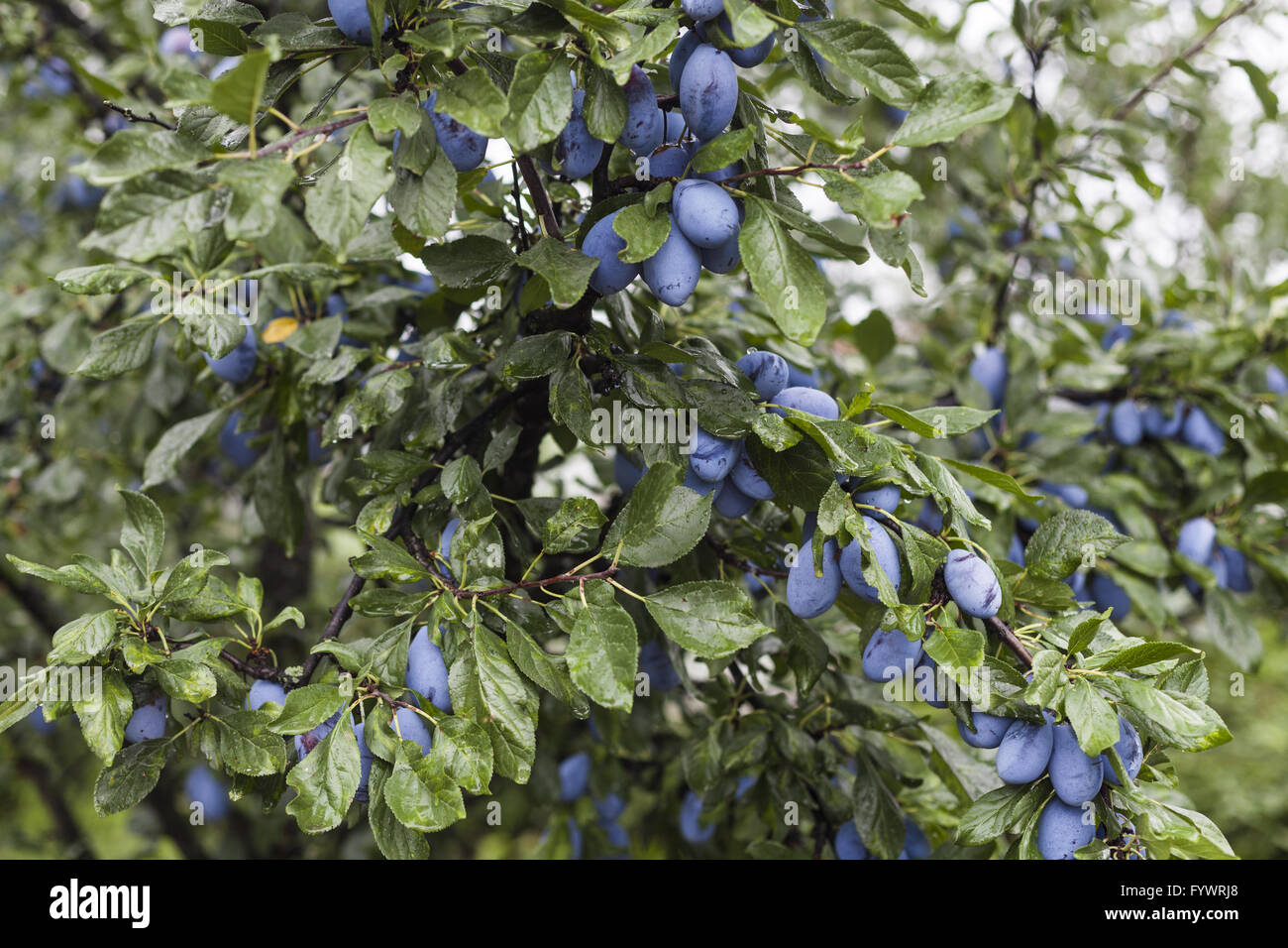 Italian plum orchard hi-res stock photography and images - Alamy
