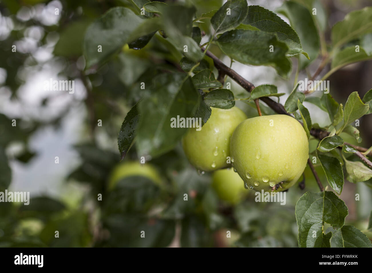 Two apples tree stem hi-res stock photography and images - Alamy