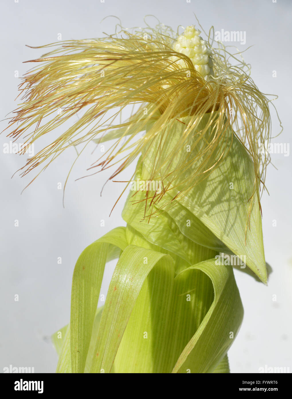 Corn cure hi-res stock photography and images - Alamy