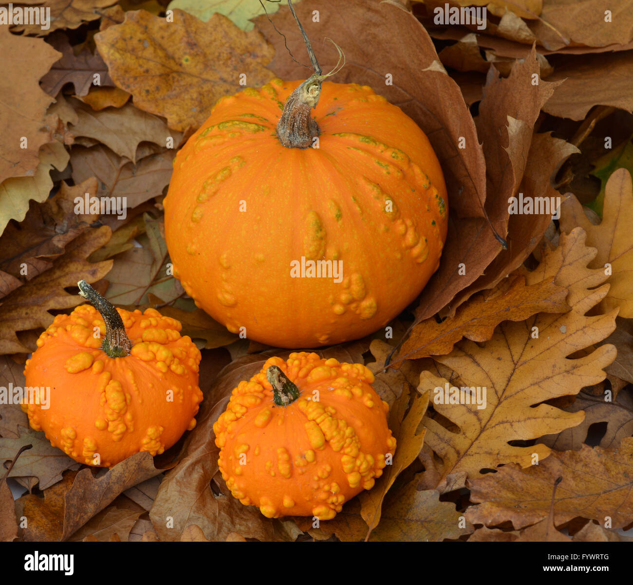 Small gourd hi-res stock photography and images - Alamy