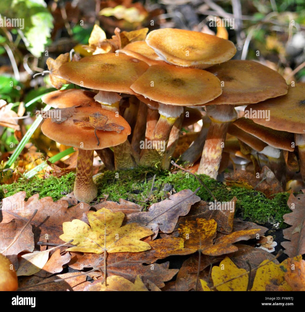 Mushrooms in the forest Stock Photo - Alamy