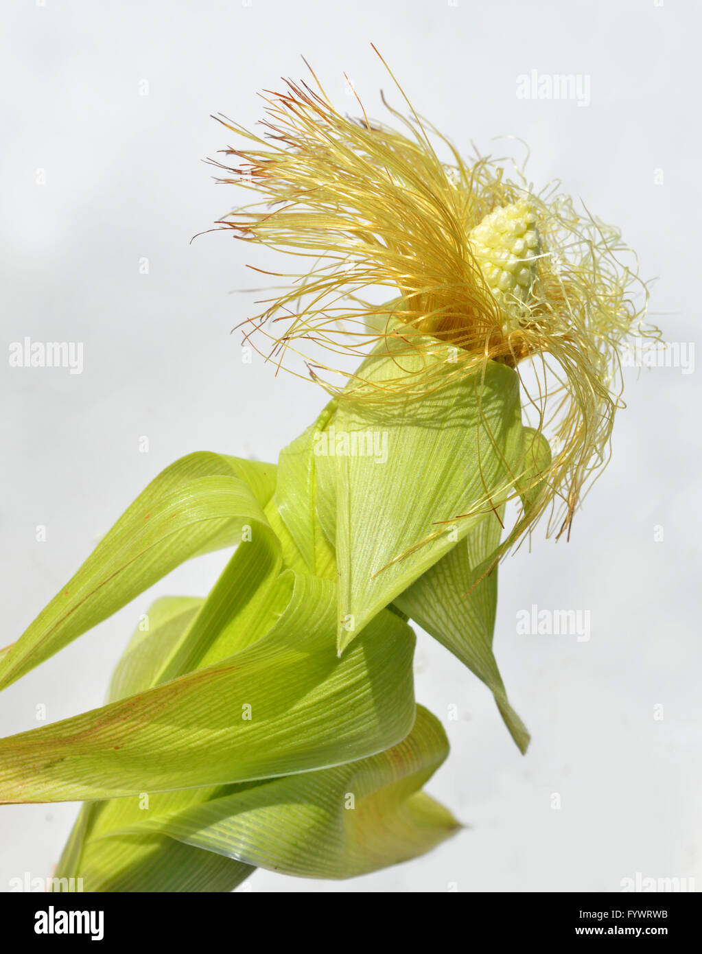 Corn beard hi-res stock photography and images - Alamy