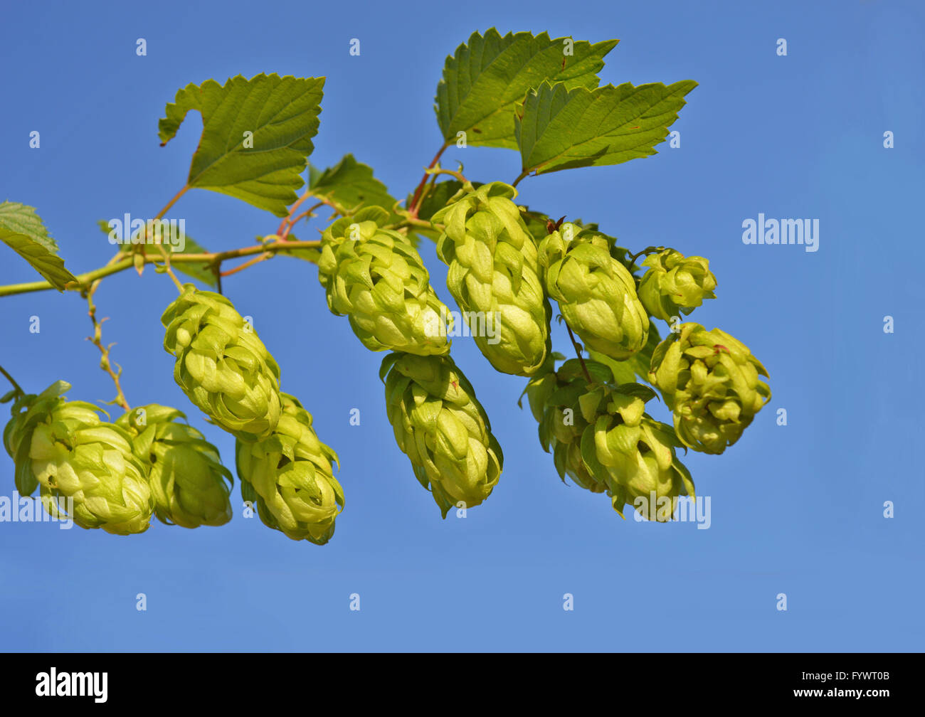 Branch of hop cone Stock Photo - Alamy