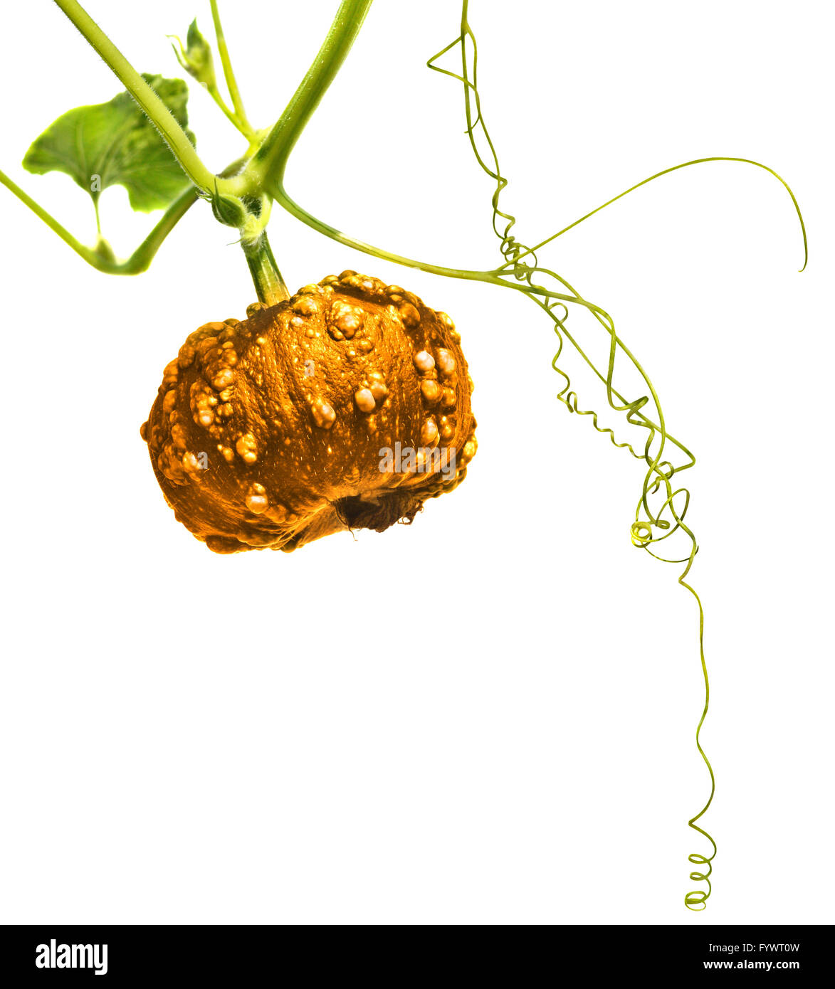 Golden sprouts hi-res stock photography and images - Alamy