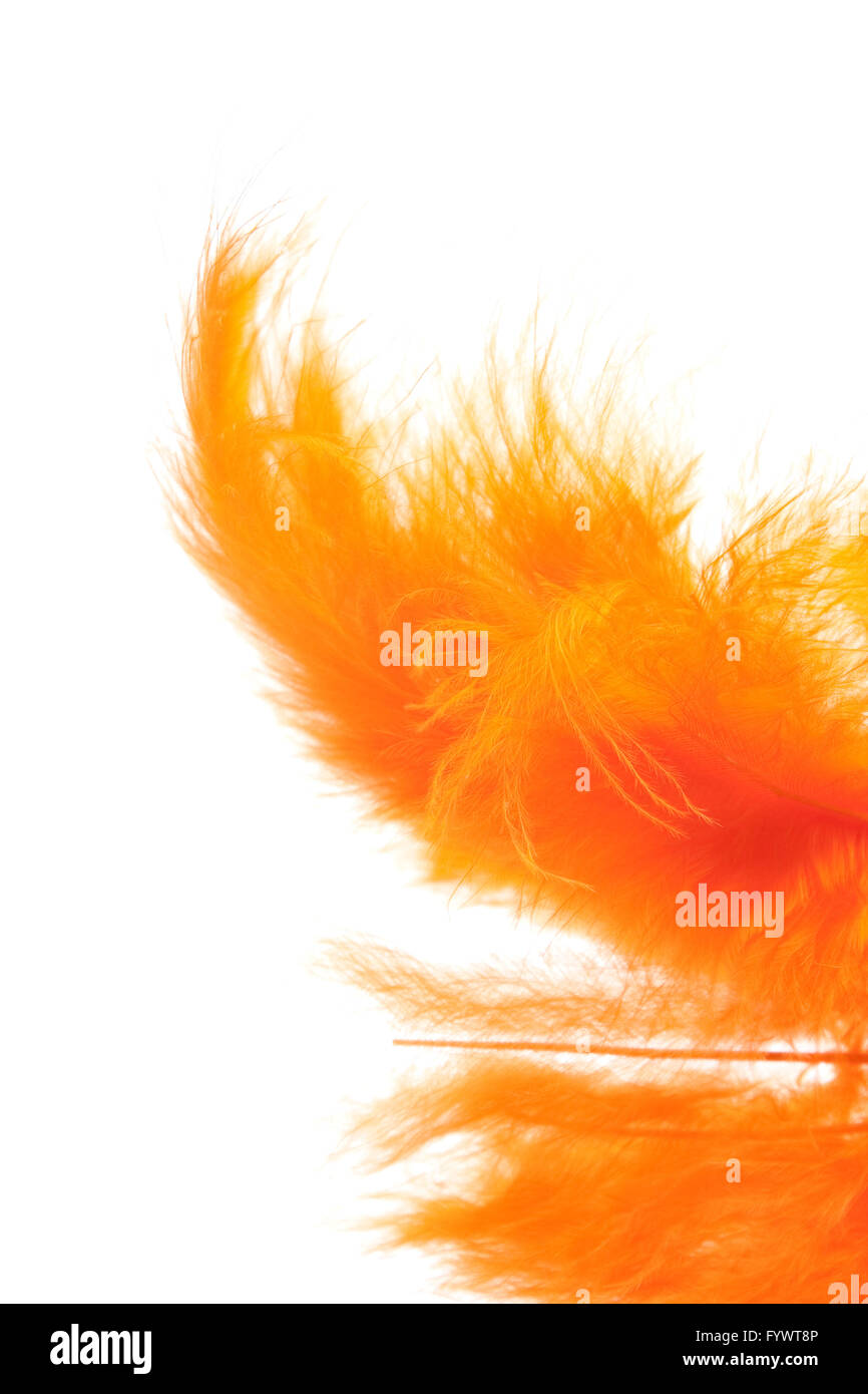 Orange quill hi-res stock photography and images - Alamy
