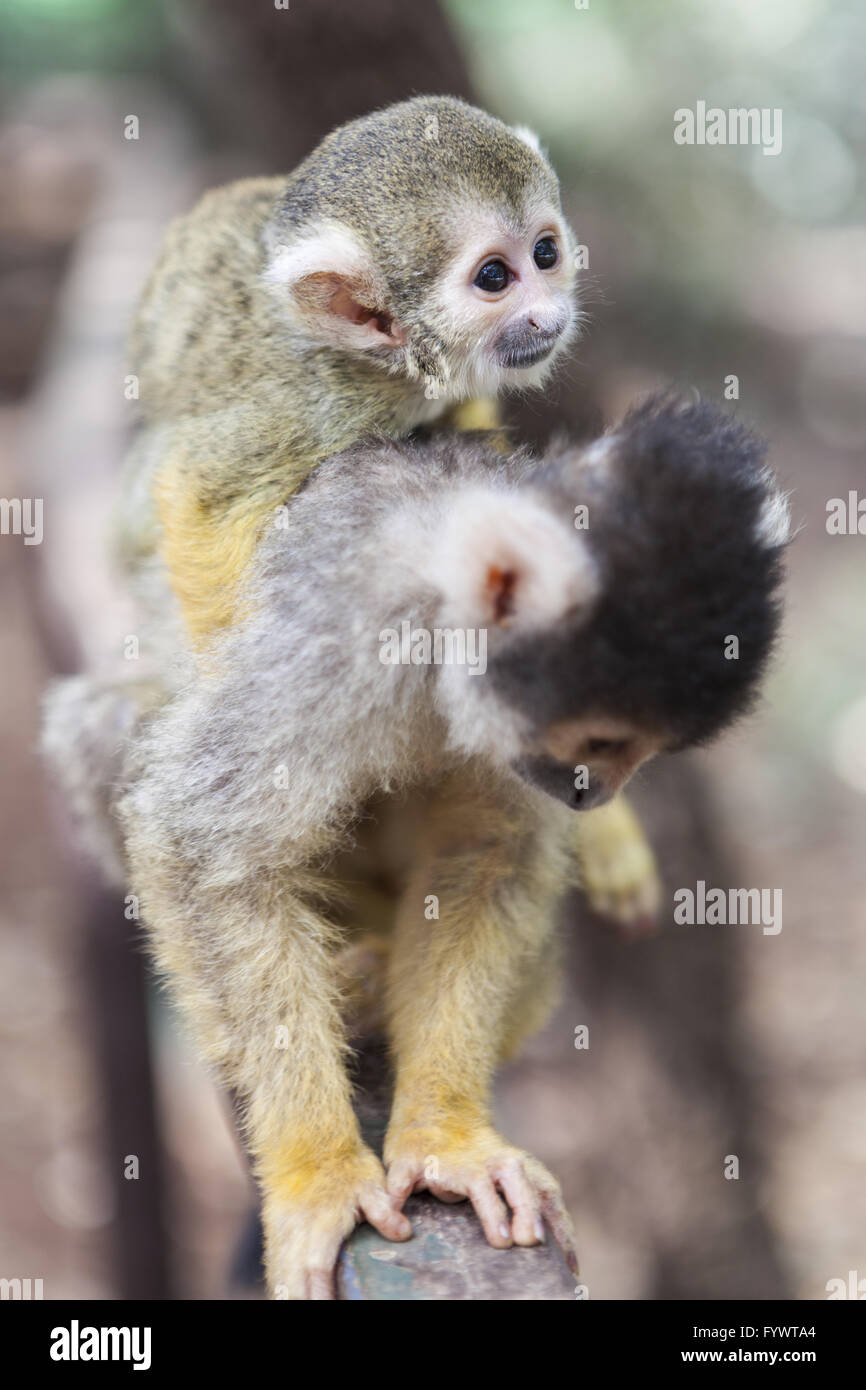 Little Monkey Baby Stock Photo - Alamy