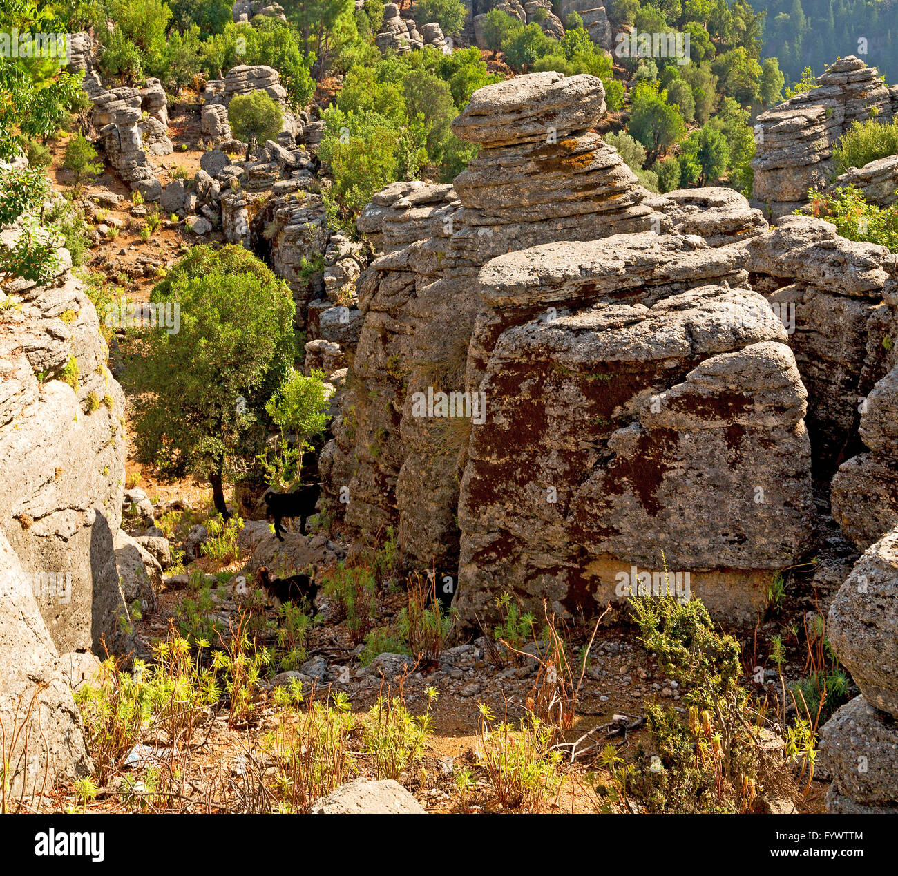 from the hill in asia turkey selge old architecture ruins and nature ...