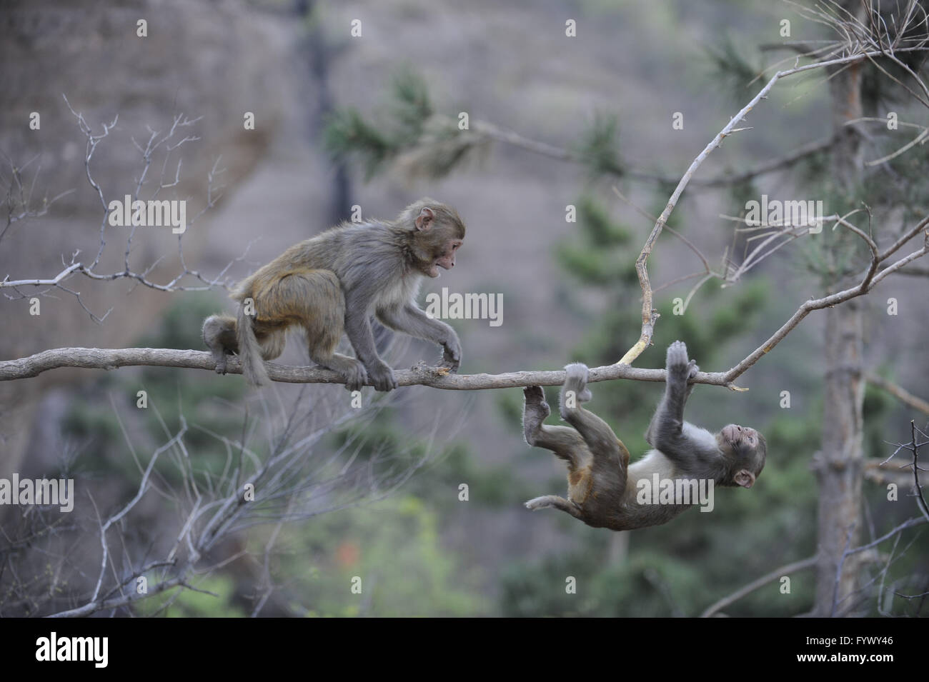 Two macaques play in tree hi-res stock photography and images - Alamy