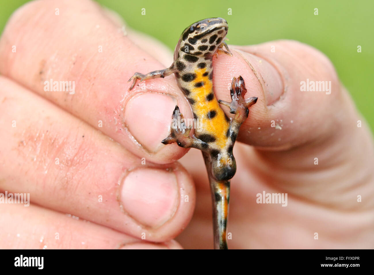 Newt spawning hi-res stock photography and images - Alamy