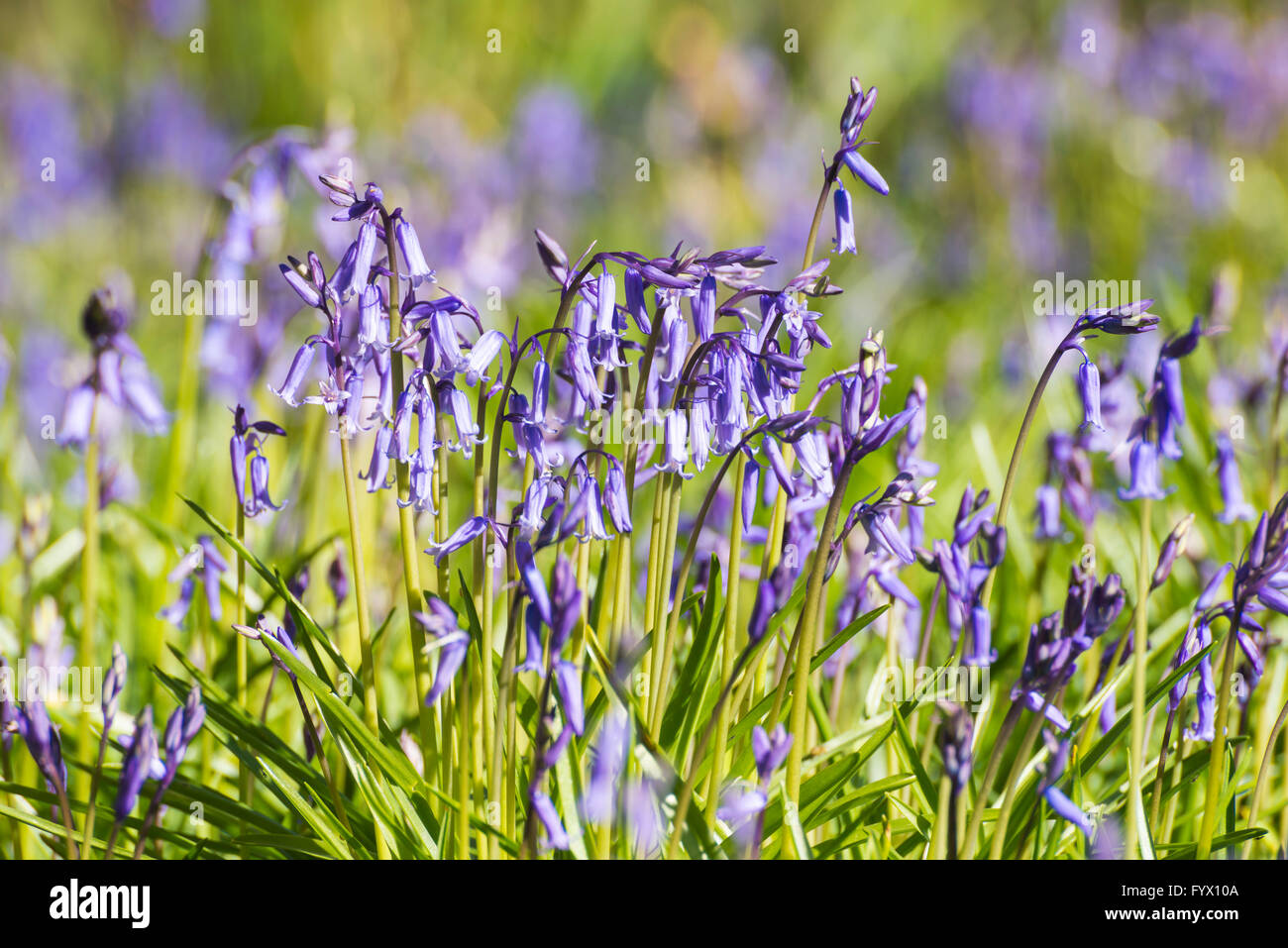 Hooke Park, Hooke, Dorset, UK - 28th April 2016 - UK Weather ...