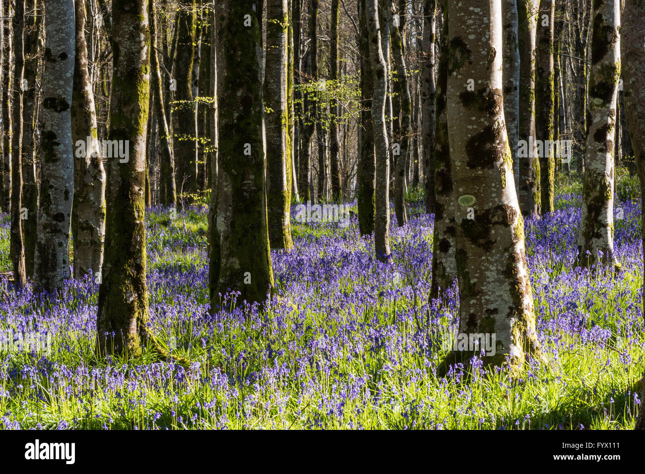 Hooke park hi-res stock photography and images - Alamy