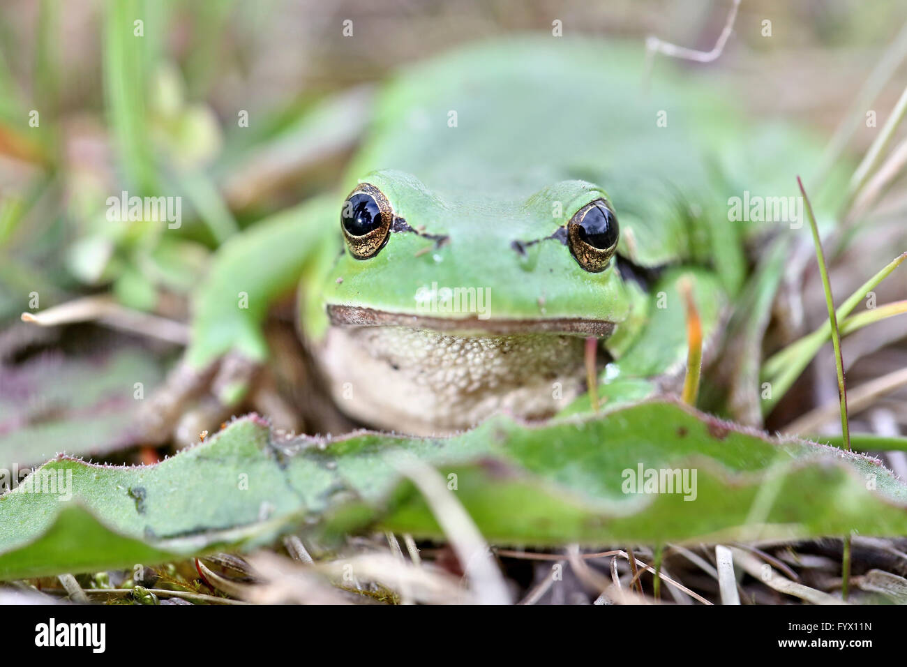 A European tree frog sits in a wet meadow near the strip mine in Profen ...