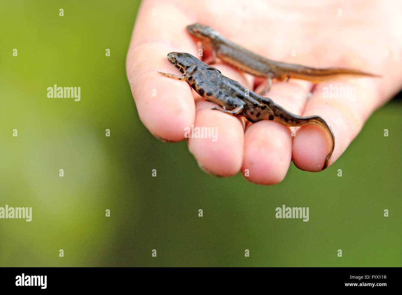 Newt spawning hi-res stock photography and images - Alamy