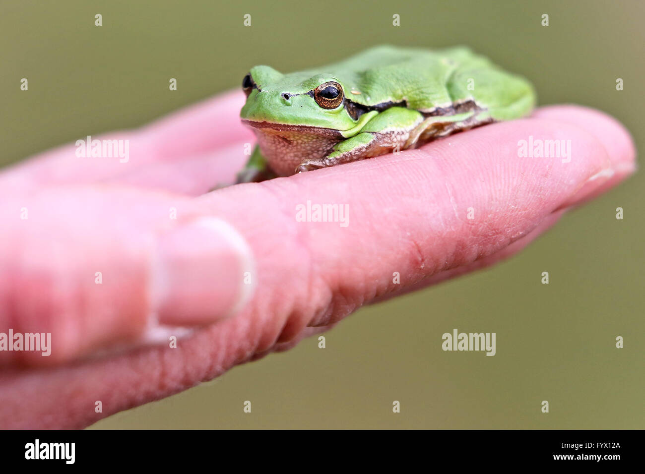 A conservationist holds up a European tree frog near the strip mine in ...