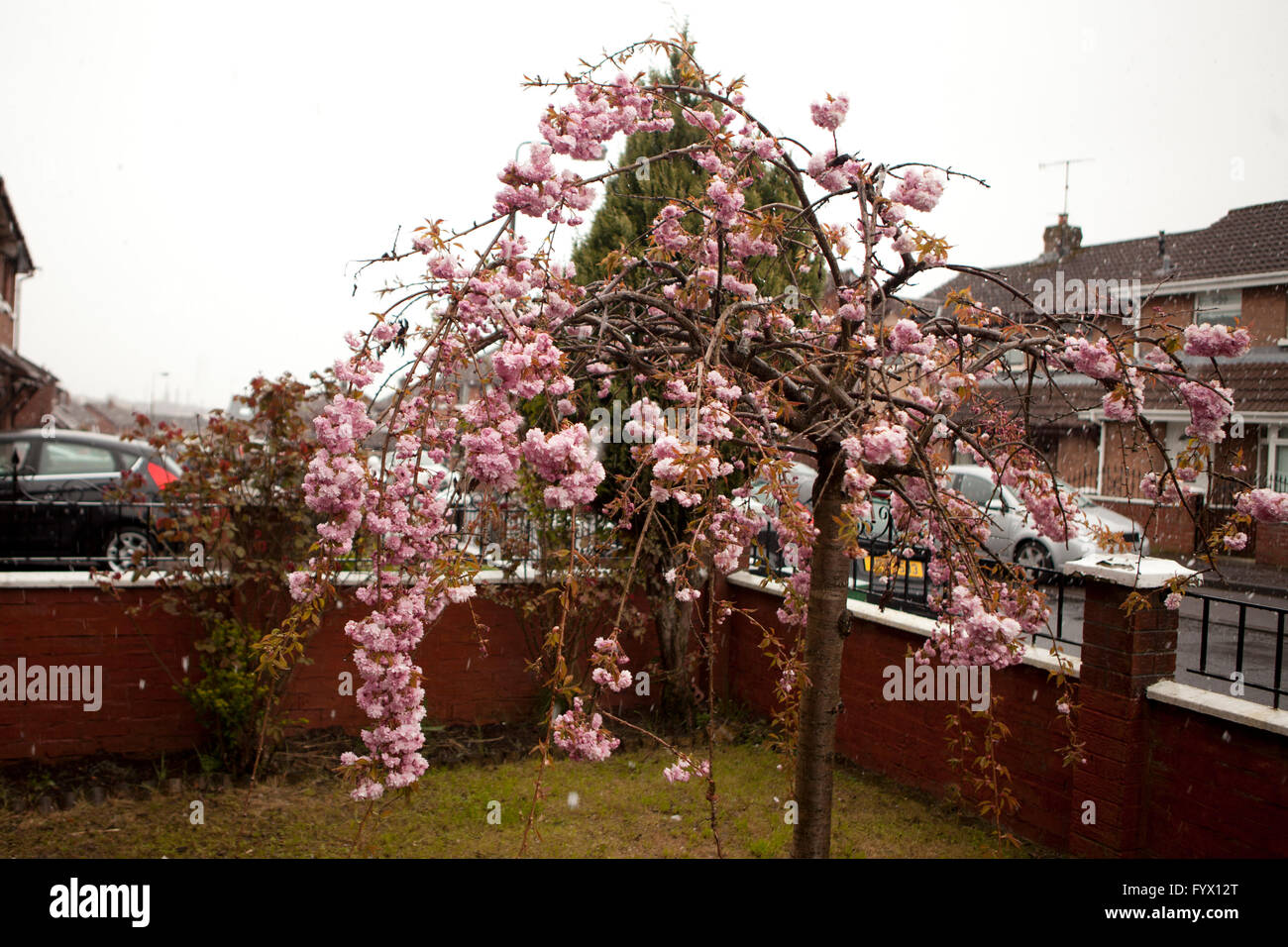 Oshima cherry tree hi-res stock photography and images - Alamy
