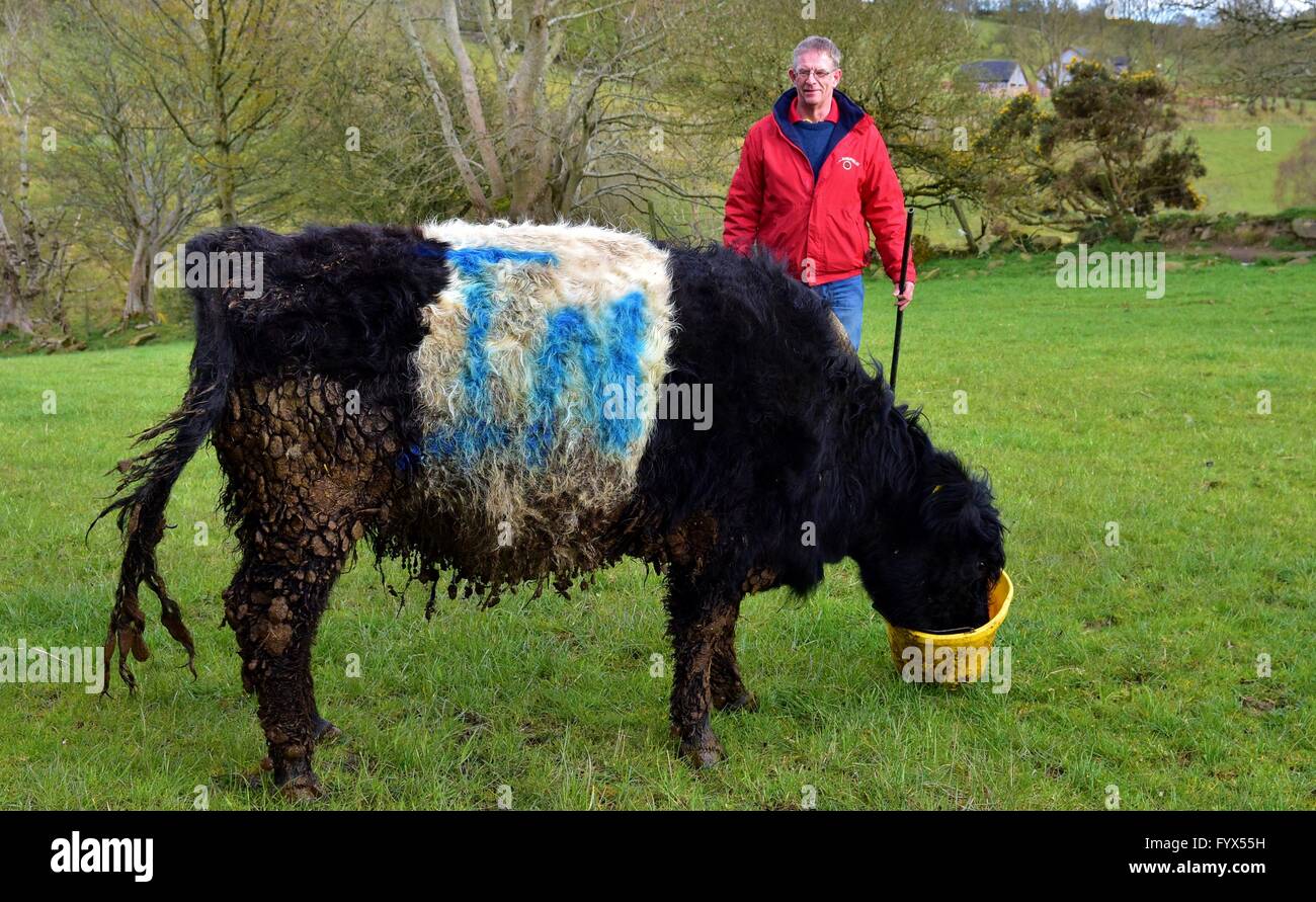 Dungiven, Londonderry. 28th April, 2016. Colin Gibson is a sheep and ...