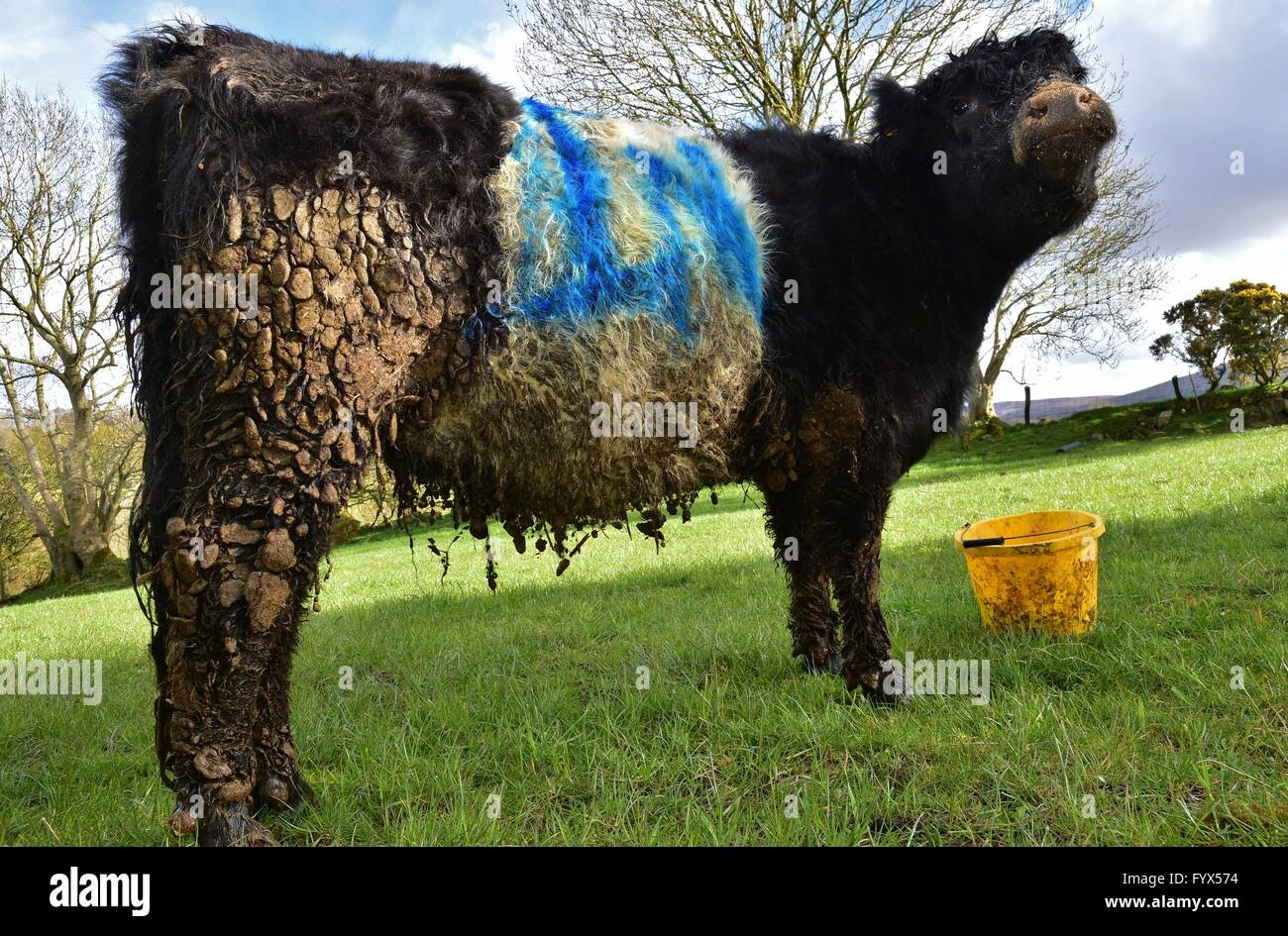 News ulster galloway hi-res stock photography and images - Alamy