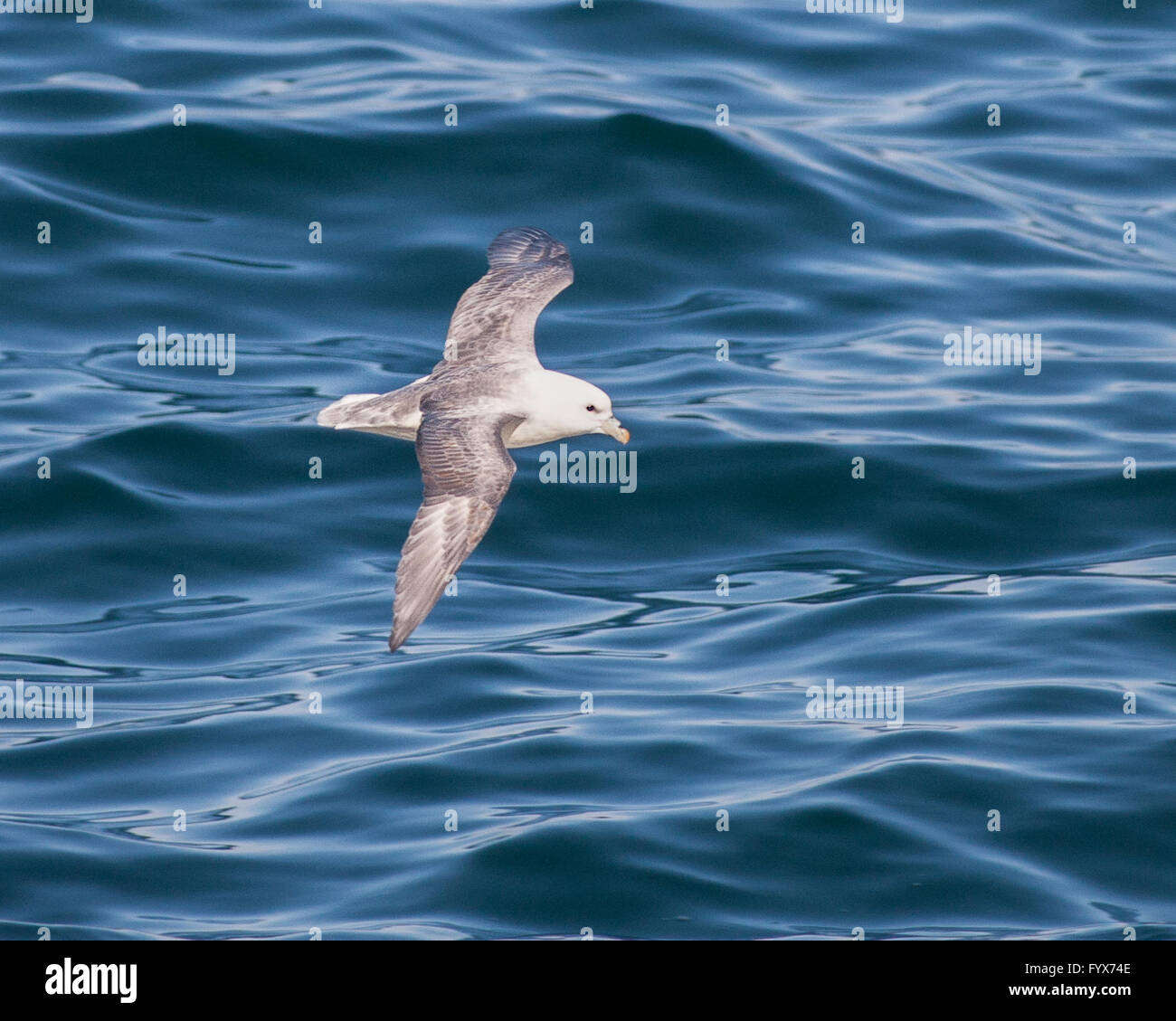 August 3, 2015 - A Northern Fulmar (Fulmarus glacialis) soars over the ...