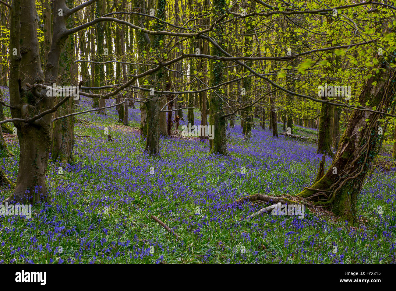 Wenallt Woods, North Cardiff, Wales, UK. 29th April, 2016. UK Weather ...