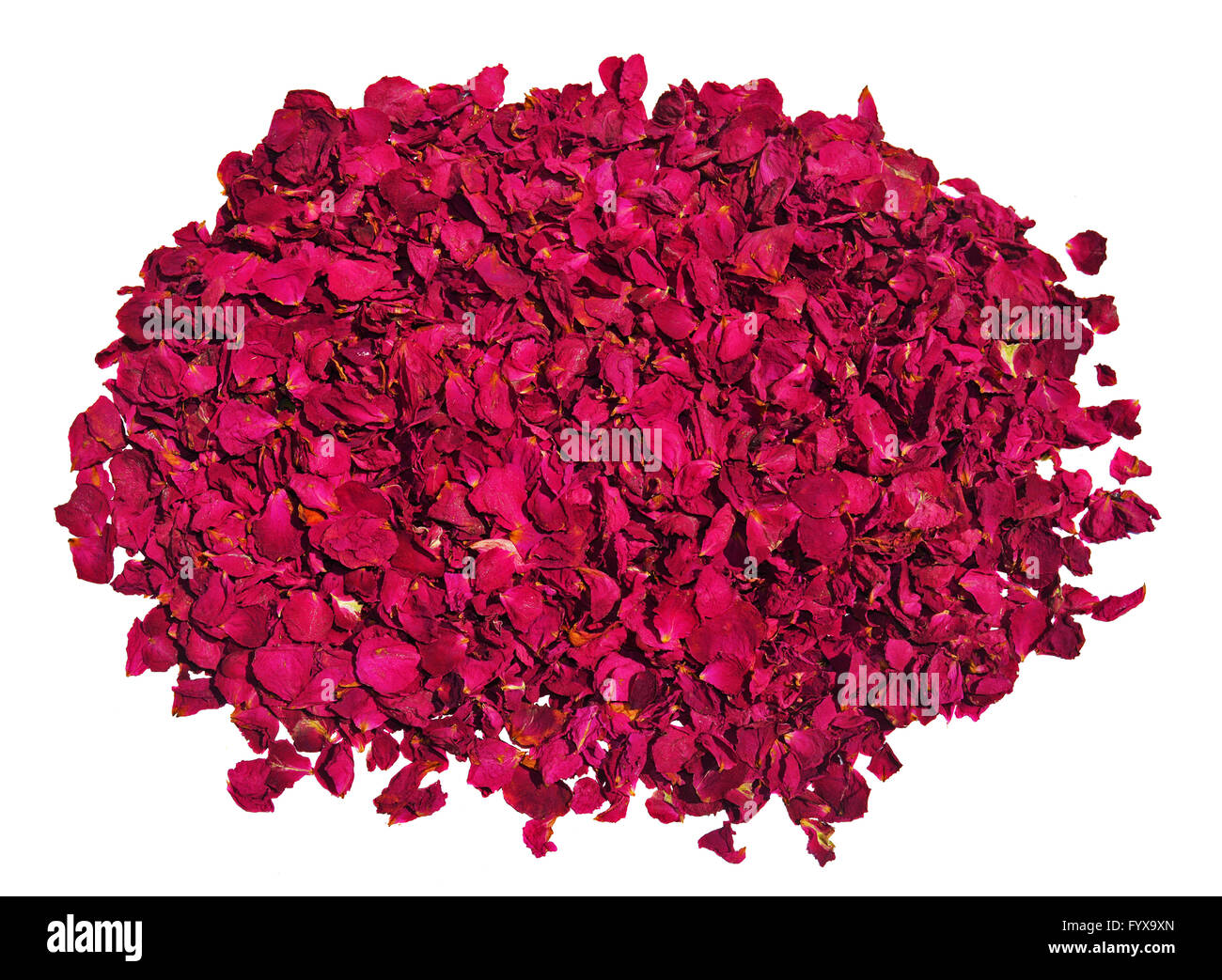 Healthy roses hi-res stock photography and images - Alamy