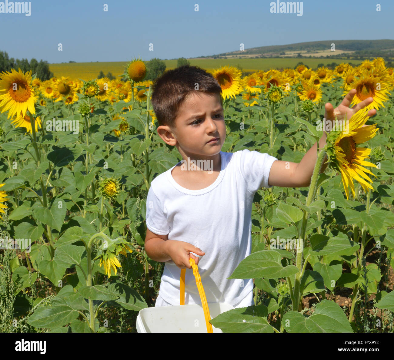 Kid and sunflowers Stock Photo - Alamy