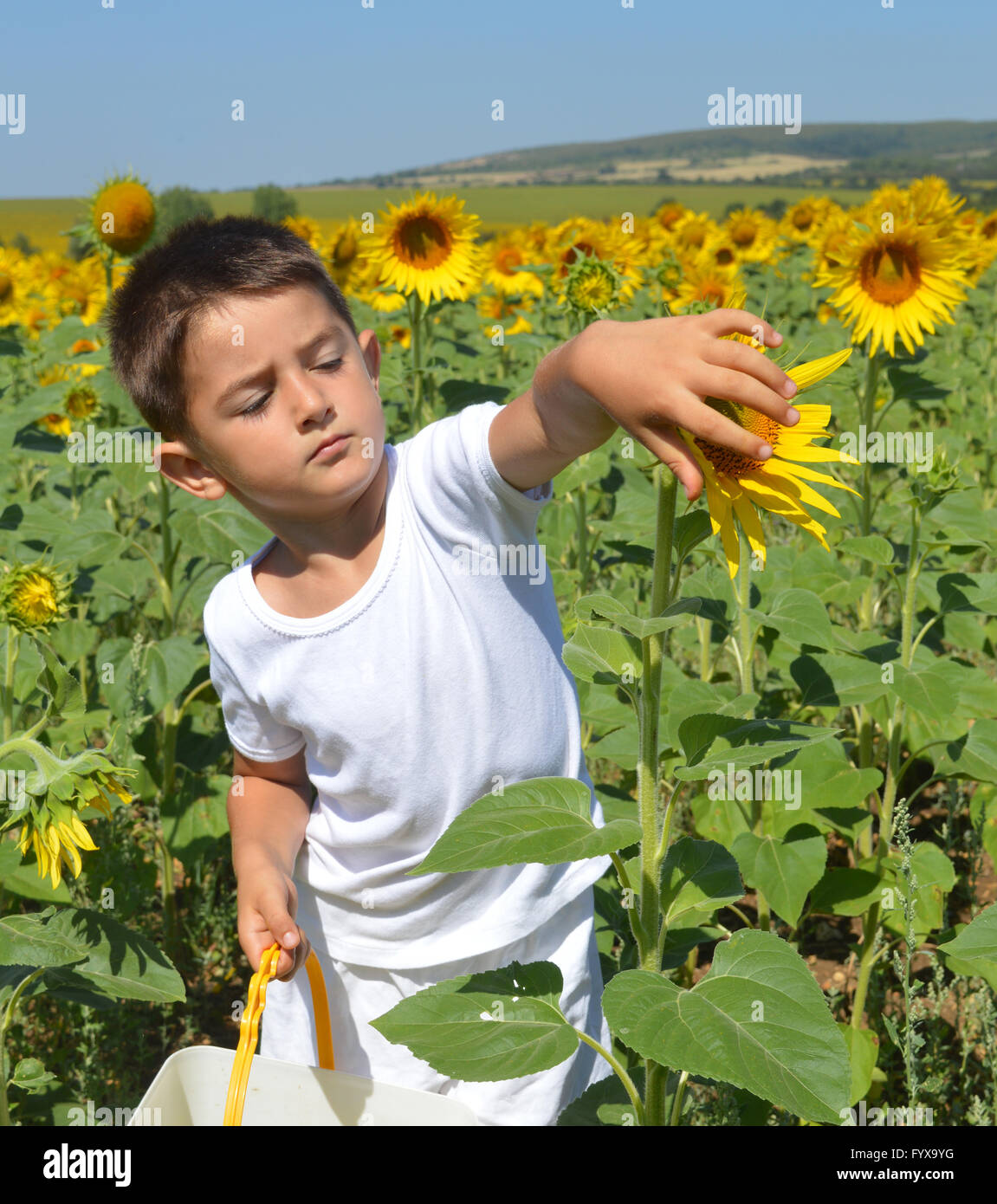 Kid and sunflowers Stock Photo - Alamy