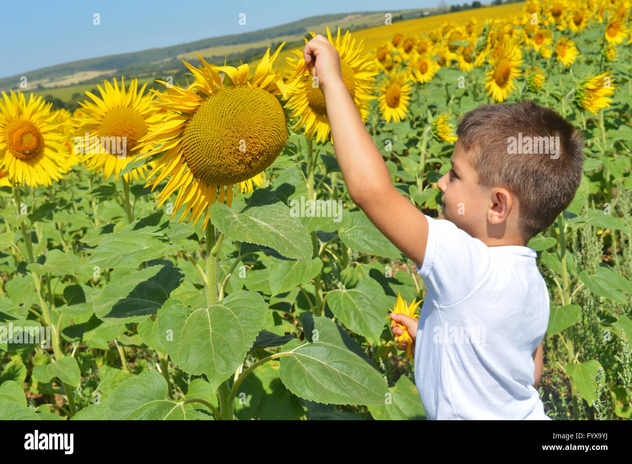 Kid and sunflowers Stock Photo - Alamy