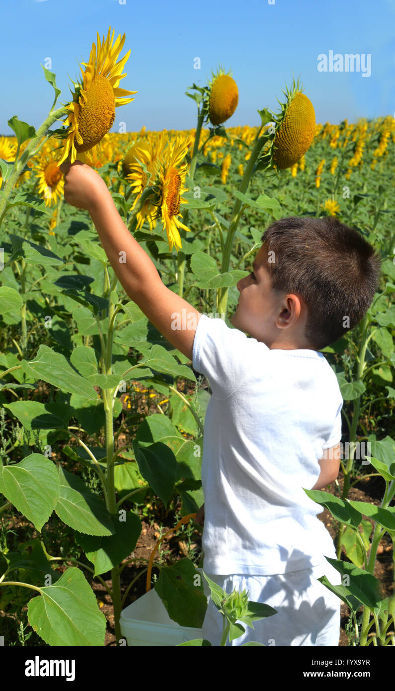 Kid and sunflowers Stock Photo - Alamy