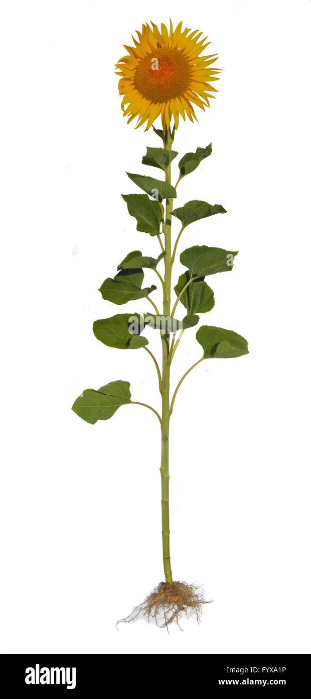 Sunflower root hi-res stock photography and images - Alamy