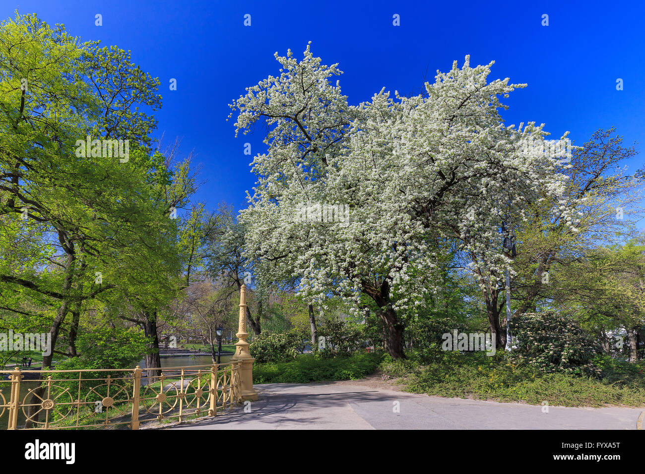 Blooming tree in a park in Budapest Stock Photo - Alamy