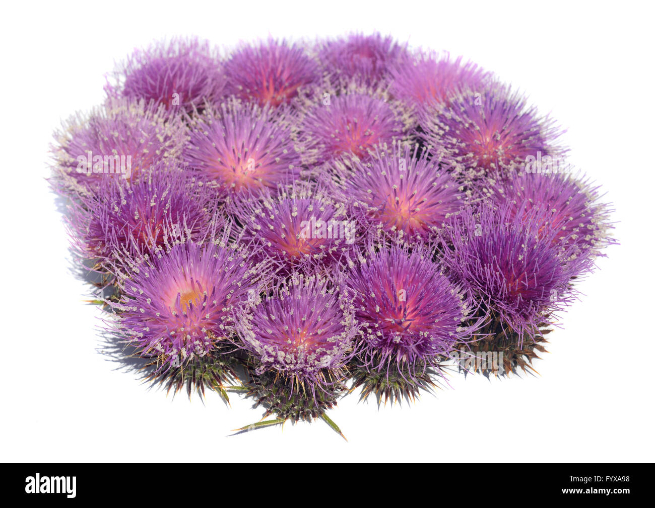 Pink milk thistle flower Cut Out Stock Images & Pictures - Alamy