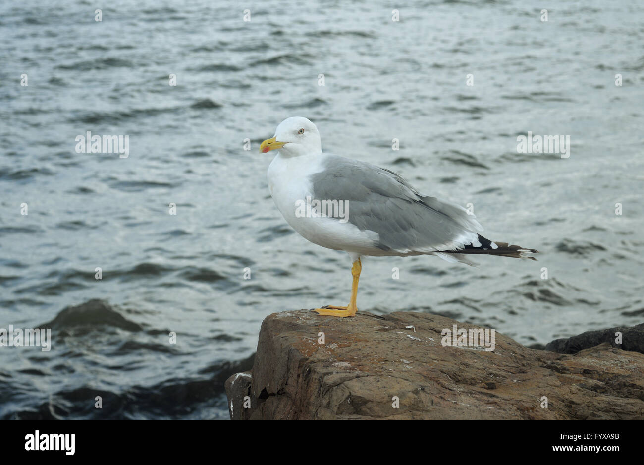 Seagull on rock hi-res stock photography and images - Alamy