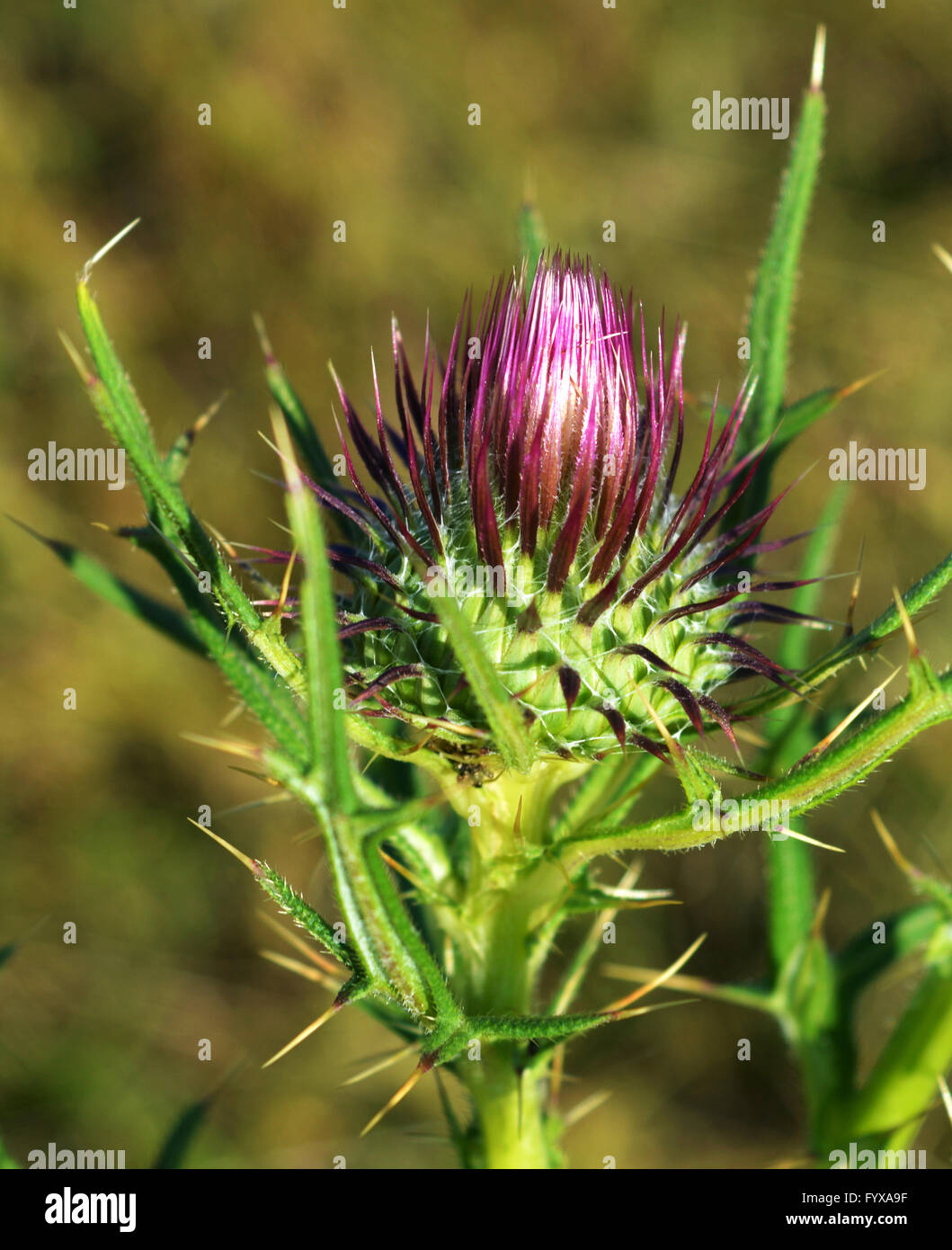 Thorn bud hi-res stock photography and images - Alamy