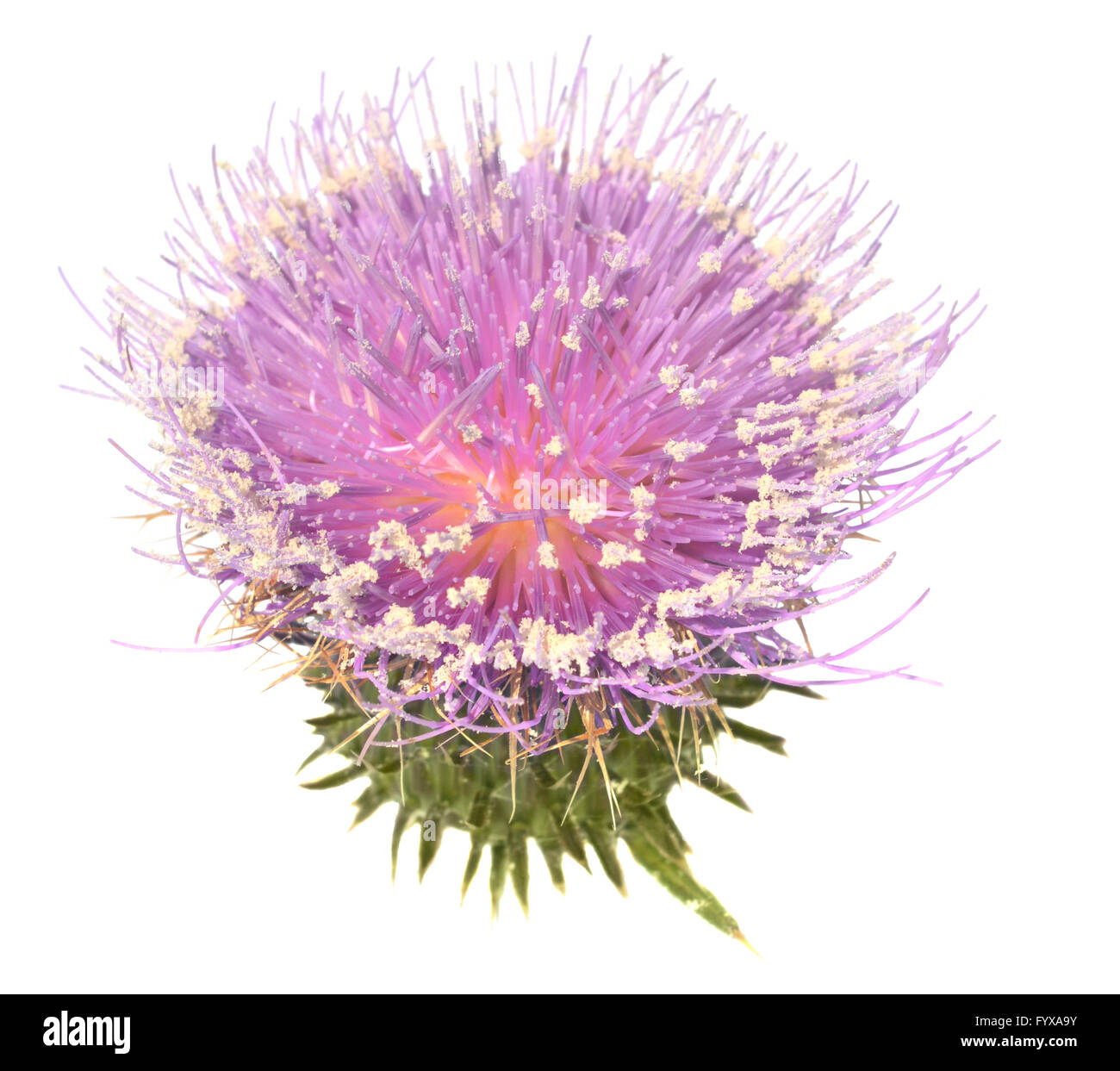 Pink milk thistle flower Cut Out Stock Images & Pictures - Alamy