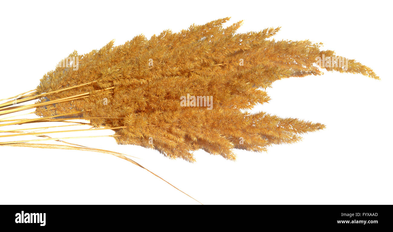 Dried grass for decoration Stock Photo - Alamy